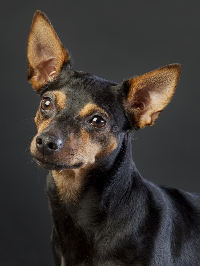 Hunter rat dog stock image. Image of animal, breed, brown - 84255333