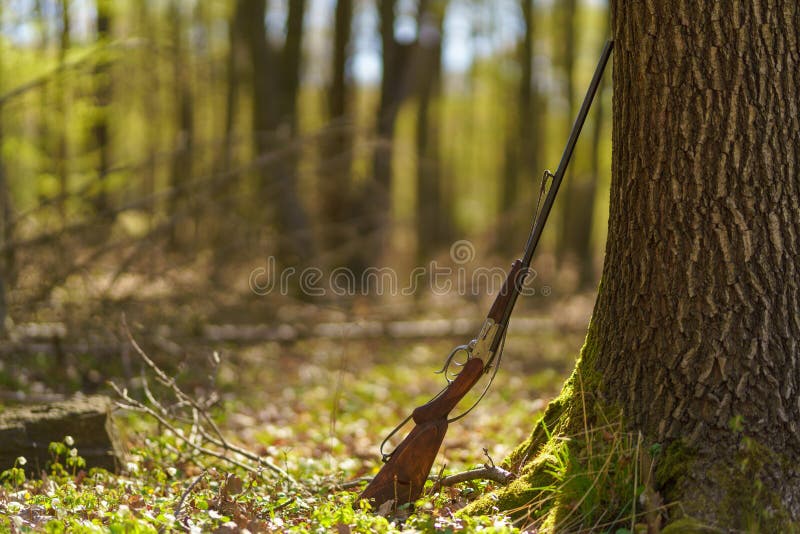 Hunter S Rifle Gun Near Tree in Forest. Stock Image - Image of prey ...