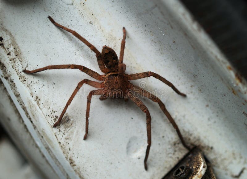 Hunter Spider stock afbeelding. Image of insect, byron - 87301093