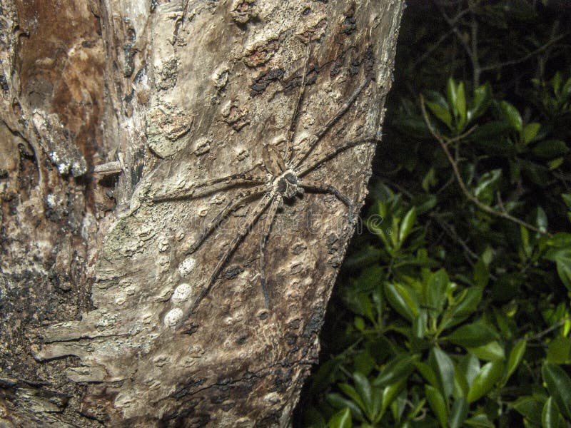 Hunter spider stock image. Image of hairy, female, dangerous - 90211733