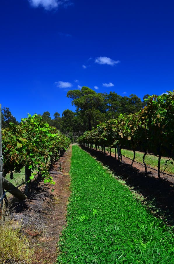 Hunter Valley stock image. Image of vineyard, alcohol - 36247309