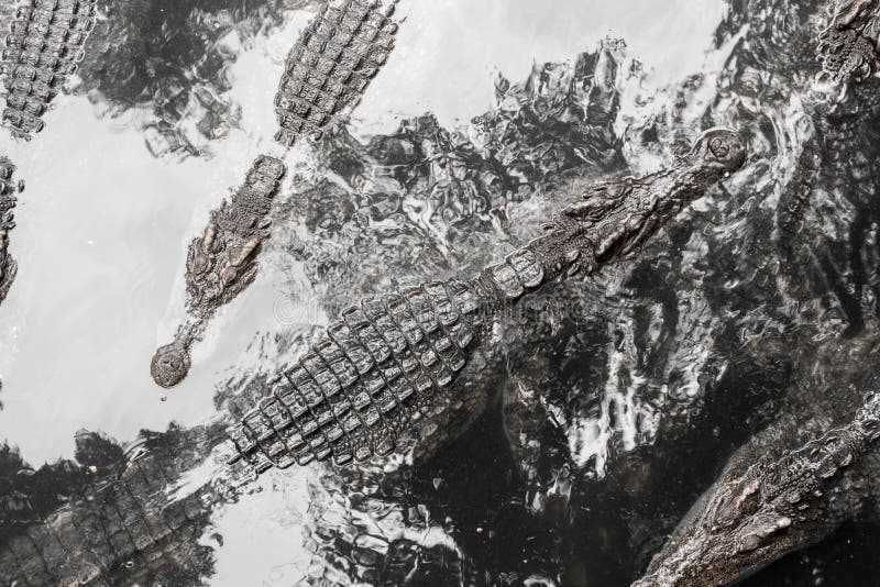 Alligator Trace Stock Photos - Free & Royalty-Free Stock Photos from ...