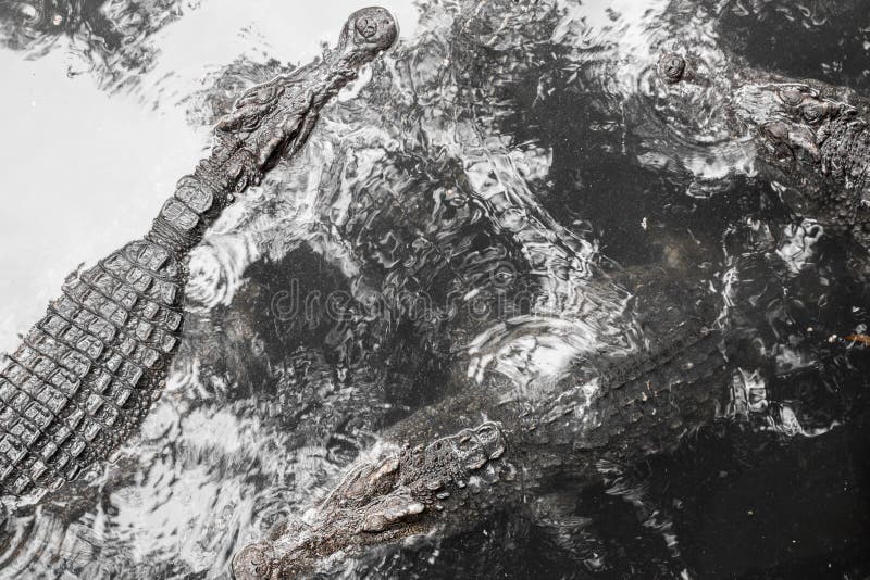 Alligator Trace Stock Photos - Free & Royalty-Free Stock Photos from ...