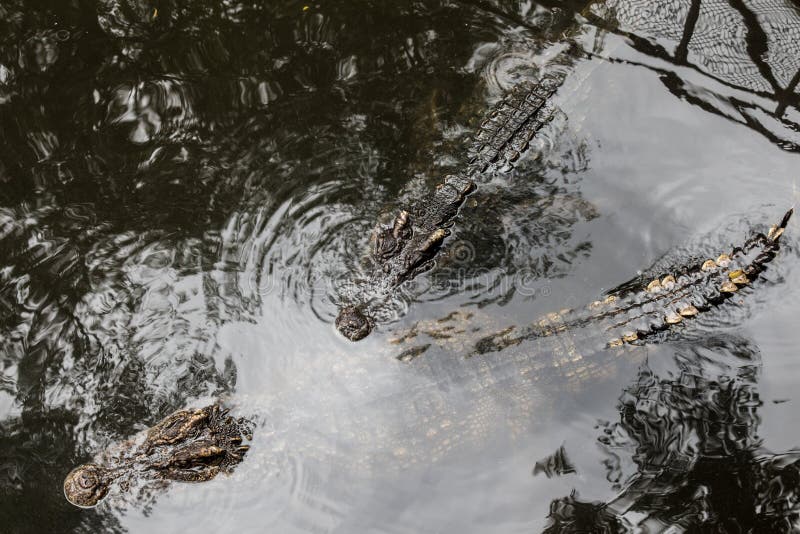 Crocodile Floating in the Water Stock Photo - Image of afraid ...