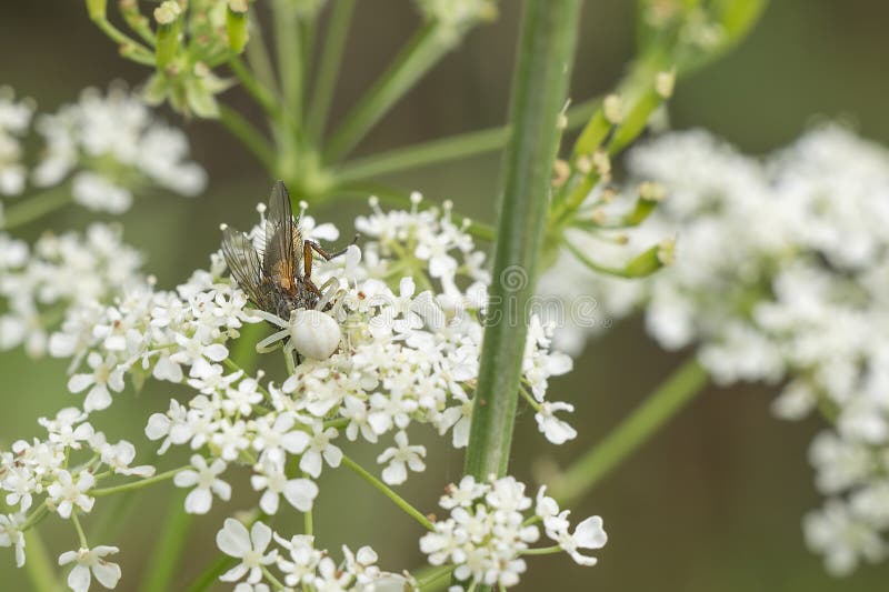Hunters and the Hunted in Nature Stock Image - Image of survival, plant ...