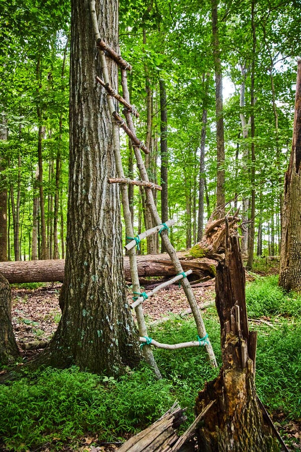 Hunters Simple Wood Branch Ladder for Hunting in Tree Stock Photo ...