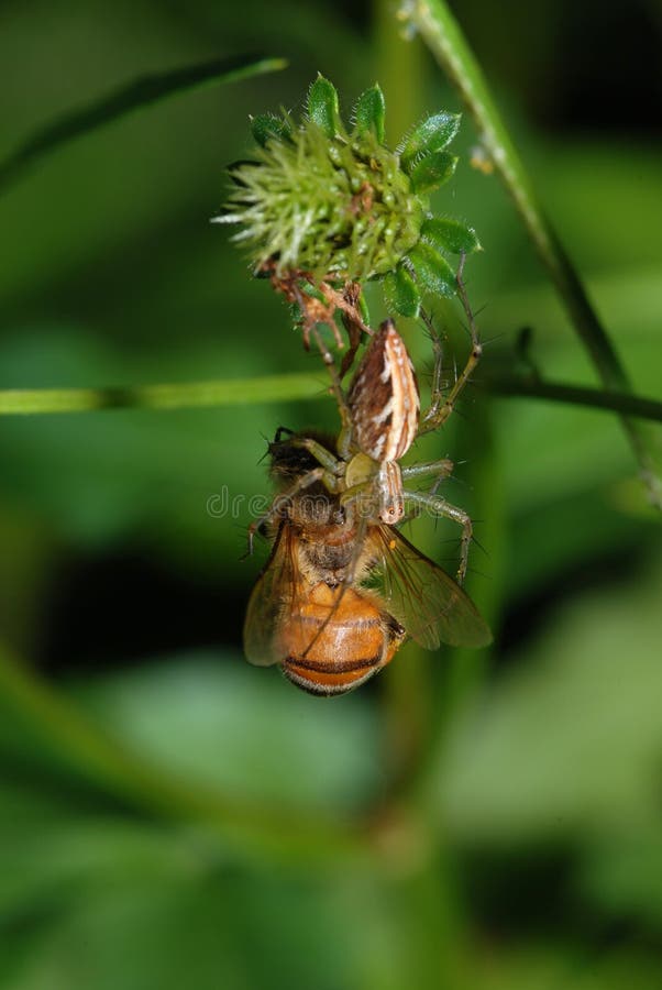 Hunting stock image. Image of hunt, catch, plant, insect - 10944413