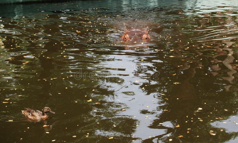 Hunting stock image. Image of hunting, water, nature - 12500253