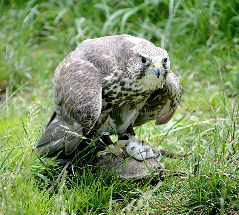 Hunting bird 3 stock image. Image of hunting, wing, violent - 2646489