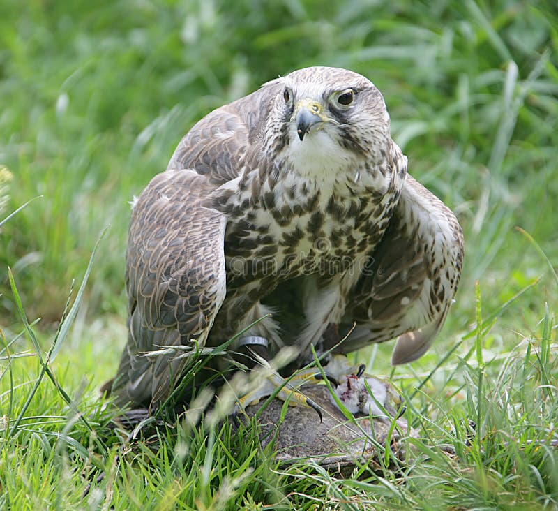 Hunting bird 5 stock image. Image of species, training - 2649305