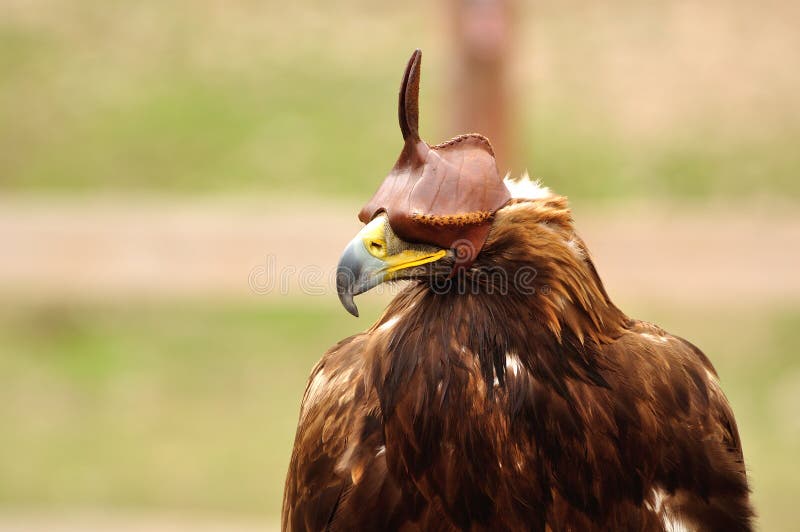 Hunting bird stock photo. Image of feather, kyrgyz, hunting - 32237908