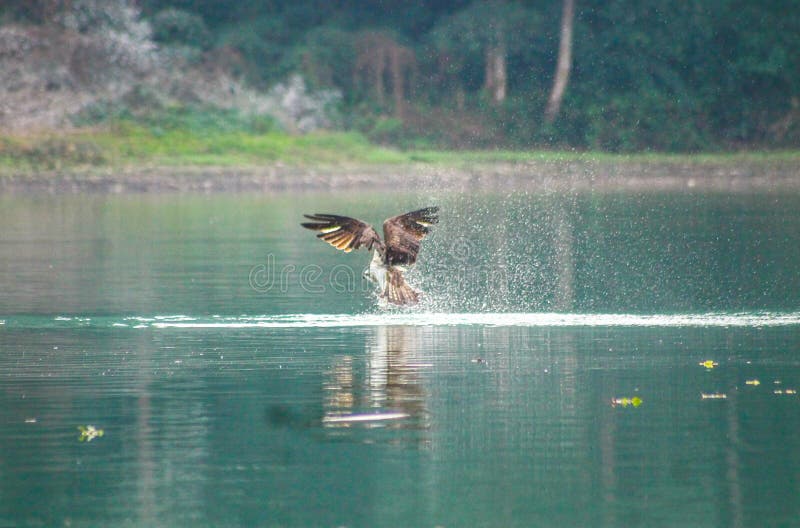 Hunting bird stock photo. Image of hunt, wildlife, survive - 96853868