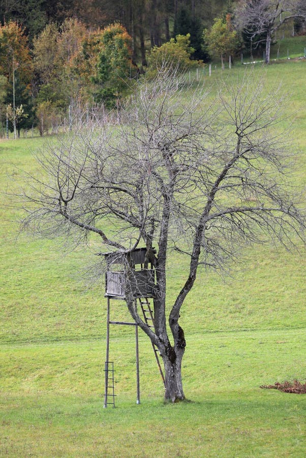 Hunting Blind Installed High on a Tall Tree for Camouflage during a ...