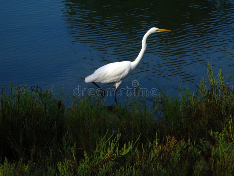 Hunting for Breakfast stock photo. Image of oceans, cranes - 11443744