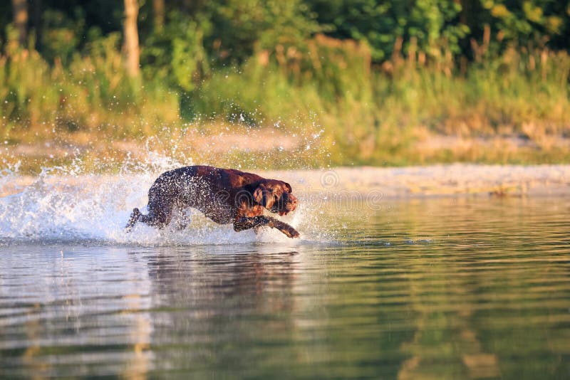 Hunting Dog Sneaking on the Water Splashing and Making Waves. Sun Light ...
