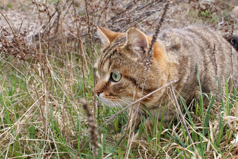 A hunting cat stock image. Image of iris, camouflage - 11522709
