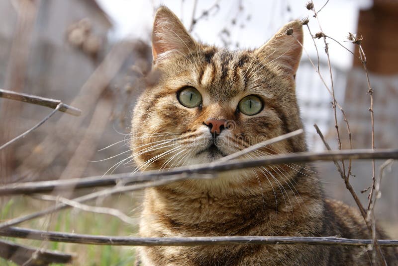 Cat stock photo. Image of pets, grass, kitten, front - 10522780