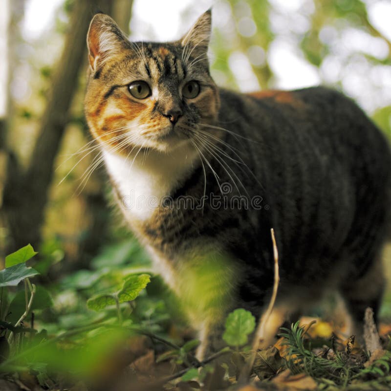 Cat stock image. Image of kittens, domestic, kitty, animal - 12533455