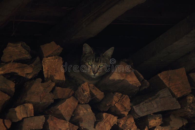 Domestic Cat in Hunting Position Stock Photo - Image of outdoor, green ...