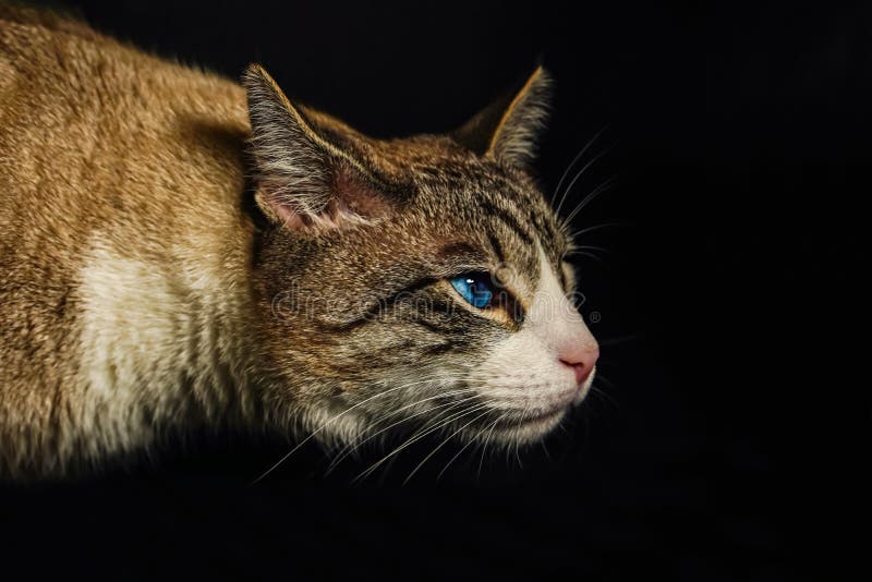 Hunting Cat, Gray and White Cat, Attacking Animal Stock Photo - Image ...