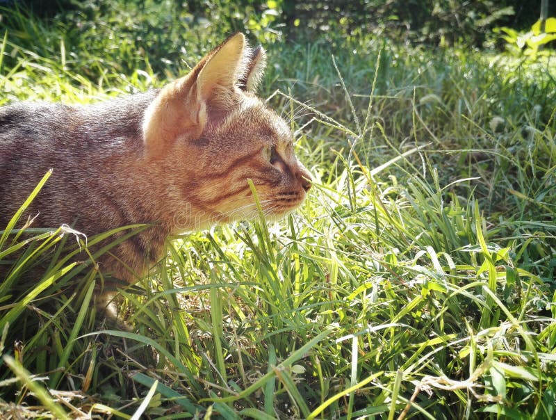 Hunting cat stock image. Image of staring, huntingn - 101676671