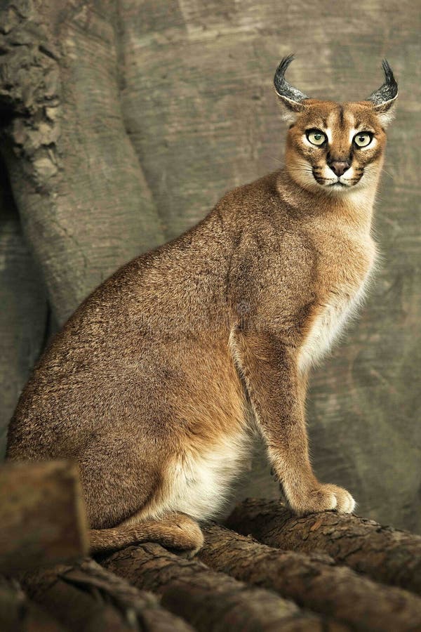 Hunting Cat stock photo. Image of temperament, coolie - 114323062