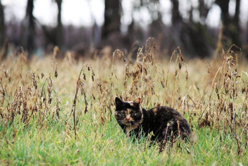 Hunting cat stock photo. Image of field, focus, black - 67594404