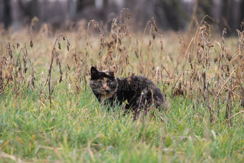 Hunting cat stock photo. Image of field, focus, black - 67594404