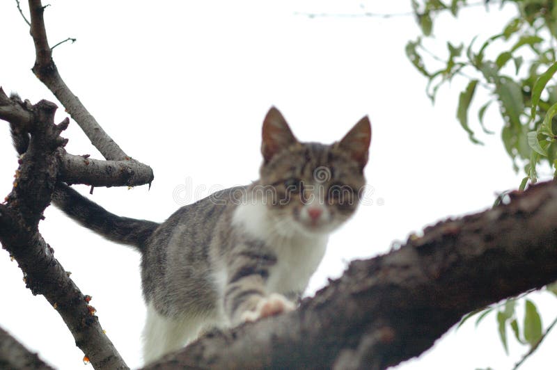Hunting Cat on a tree stock image. Image of animal, face - 3449705
