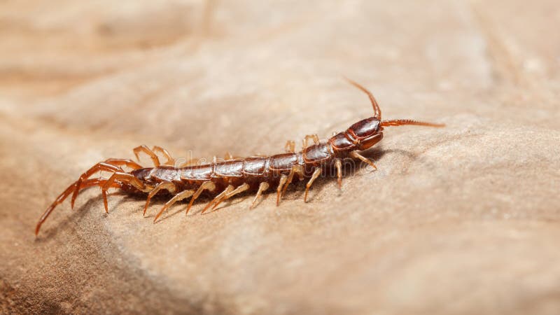 Hunting centipede stock photo. Image of venomous, arthropod - 305266798