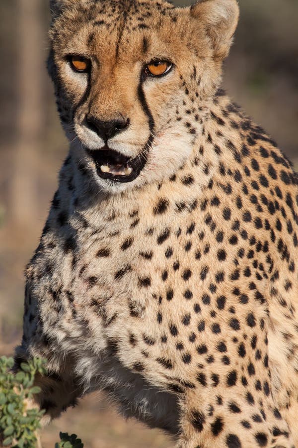 Cheetah Petting Zoo Attack