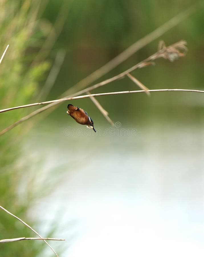 Hunting Common Kingfisher (Alcedo Atthis) Stock Image - Image of wild ... Hunting Common Kingfisher (Alcedo Atthis) Stock Image - Image of wild ...