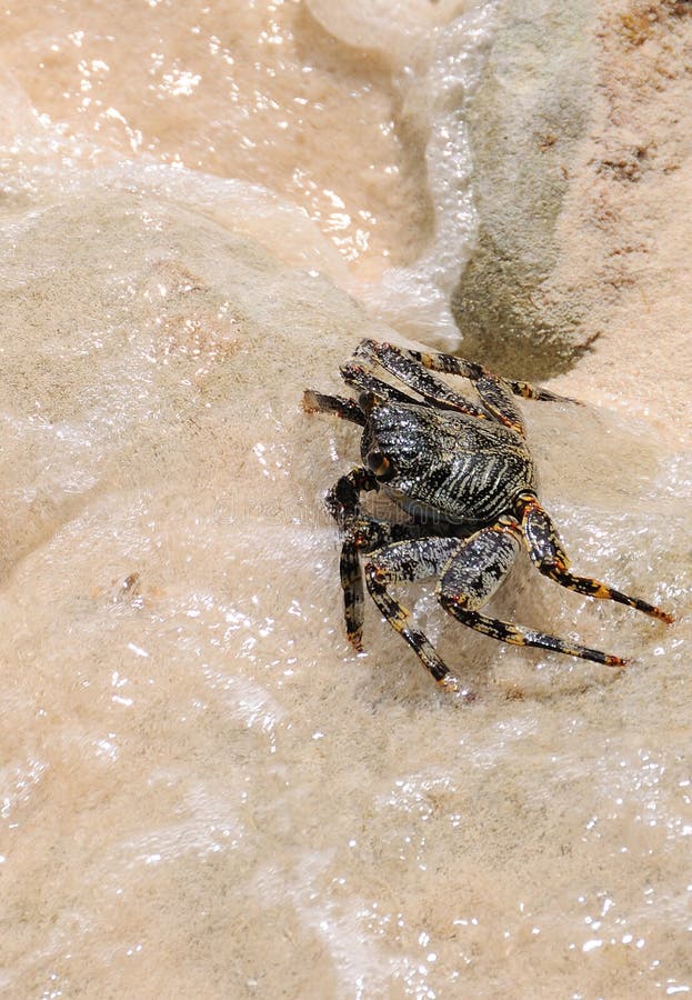 Hunting Crab stock image. Image of crustacean, atlantic - 14282119