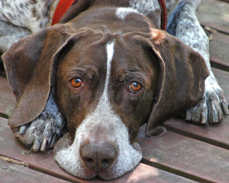 Hunting Dog stock image. Image of critters, dogs, birddogs - 10749