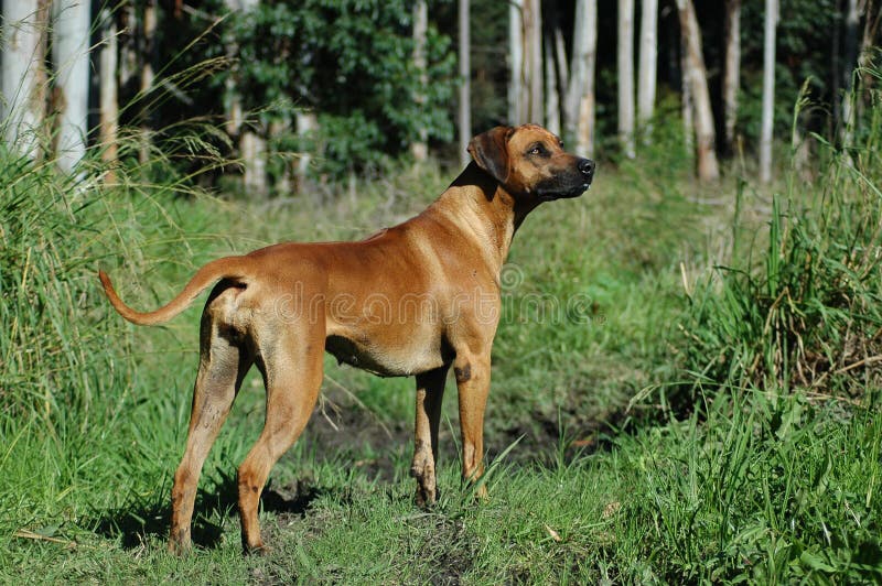 Rhodesian Ridgeback Dog in Forest Stock Image - Image of forest, face ...