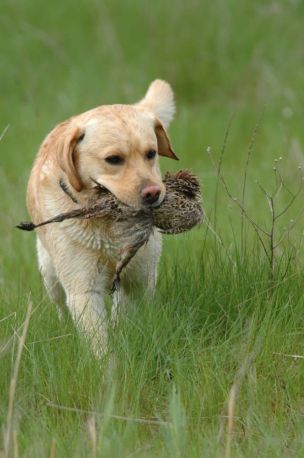 Hunting dog stock photo. Image of beautiful, hunter, death - 1394014