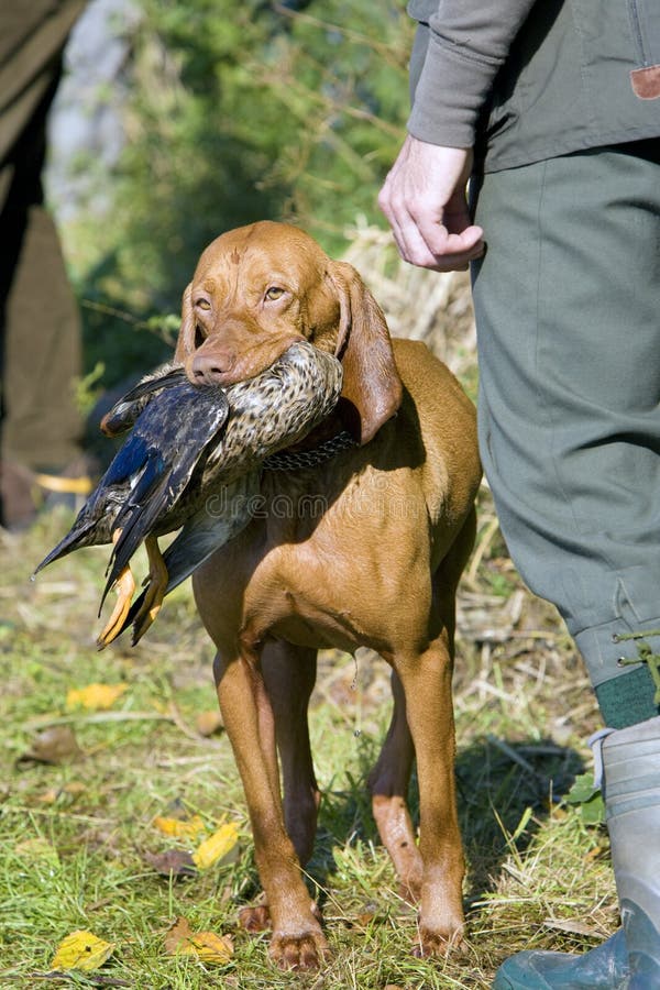 Hunting dog stock image. Image of holding, catches, game - 14751083