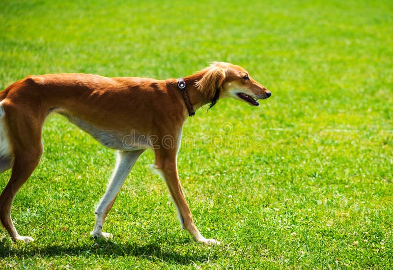 Hunting dog stock image. Image of pointing, nature, hunt - 150885941