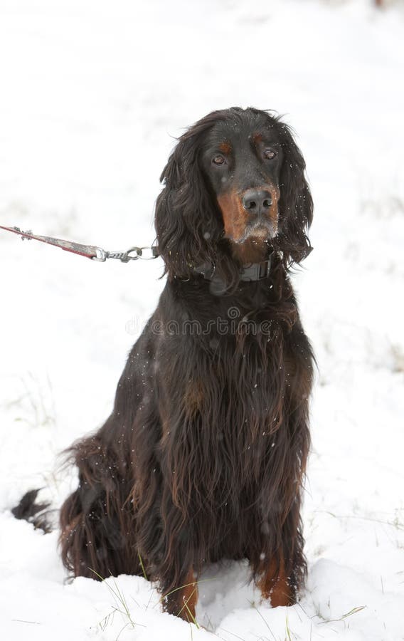 Hunting dog stock photo. Image of management, sitting - 21275760