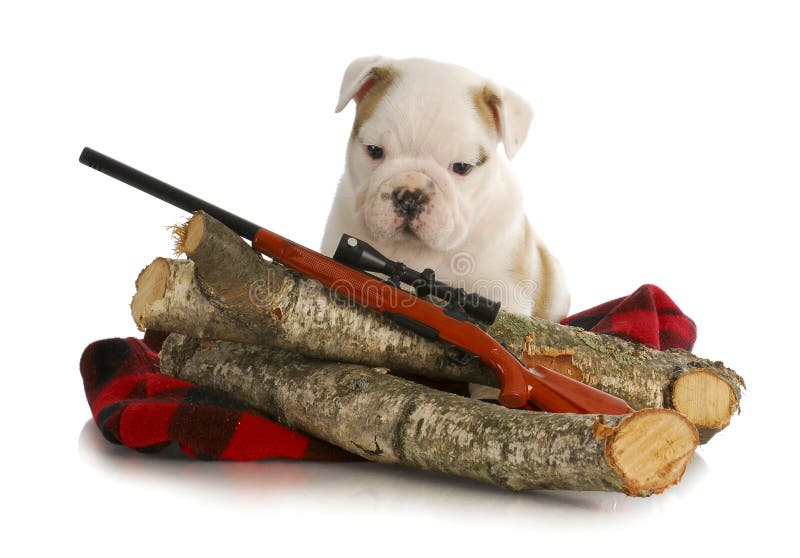 Are English Bulldogs Hunting Dogs