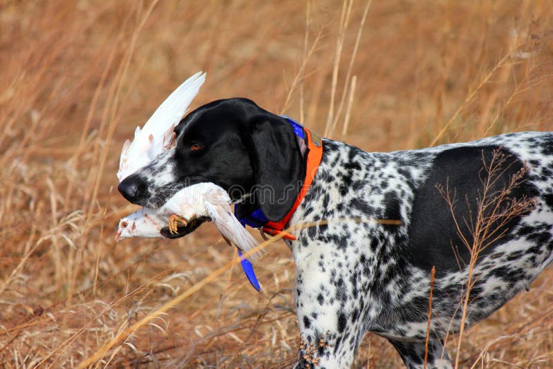 Hunting Dog stock photo. Image of pigeon, hunt, hunting - 24051412