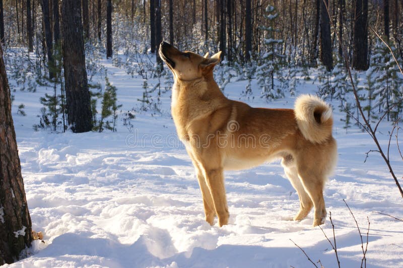 Hunting dog stock photo. Image of trees, winter, park - 27420984