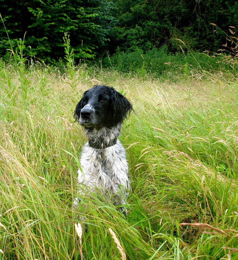 Portrait of a hunting dog stock image. Image of detail - 50453665