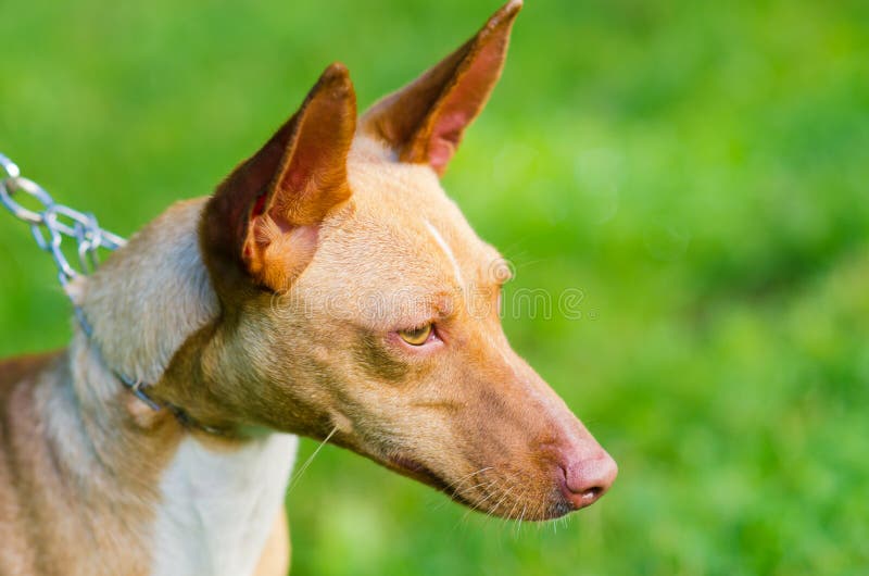 Hunting Dog stock image. Image of hound, prey, hunting - 30430943