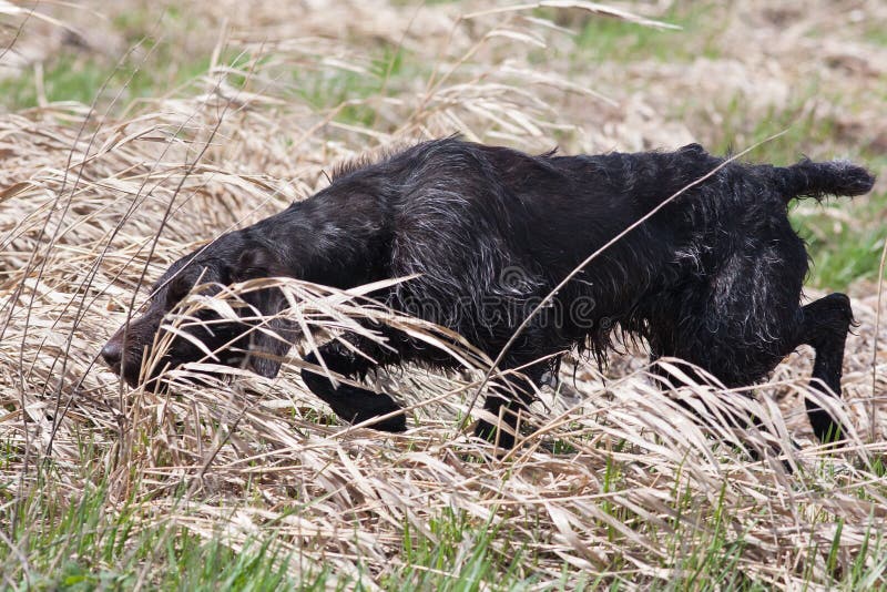 Hunting Dog on the Bird Hunt Stock Photo - Image of activity, chase ...