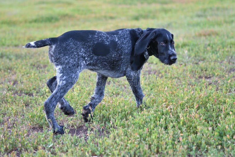 Hunting Dog Breed German Wirehaired Pointer Stock Photo - Image of ...