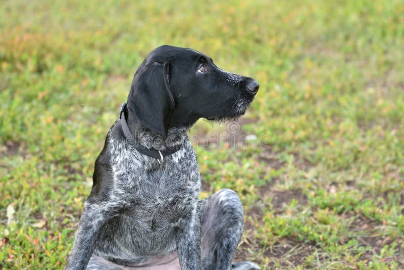 Hunting Dog Breed German Wirehaired Pointer Stock Photo - Image of ...