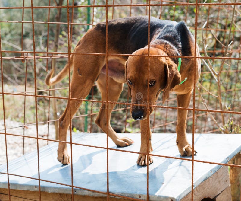 Hunting dog in cage stock image. Image of lonely, young - 51455713