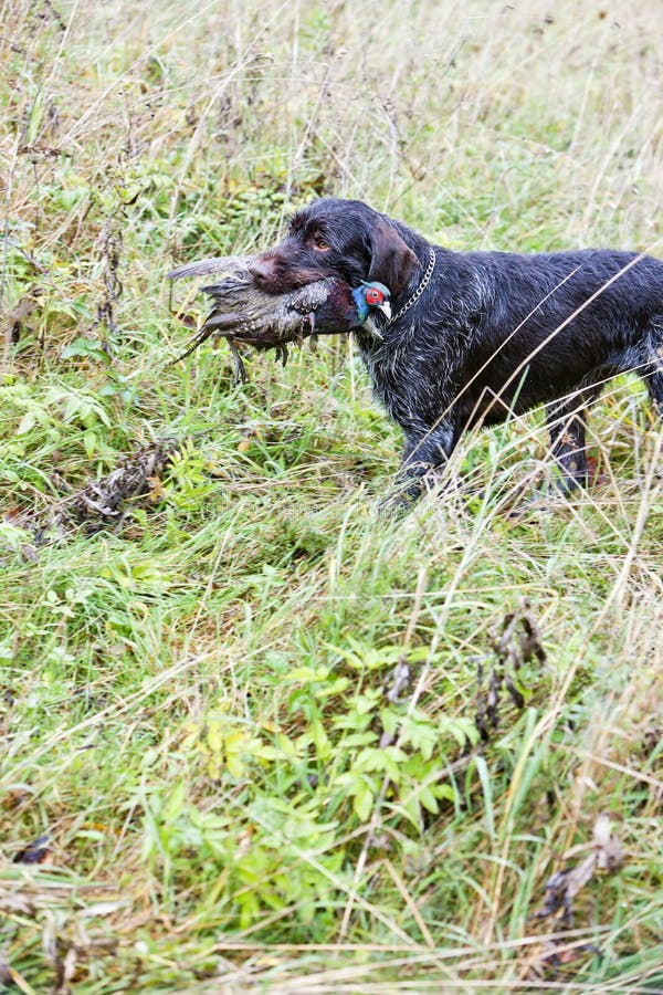 Hunting dog with a catch stock photo. Image of hunt - 154209334
