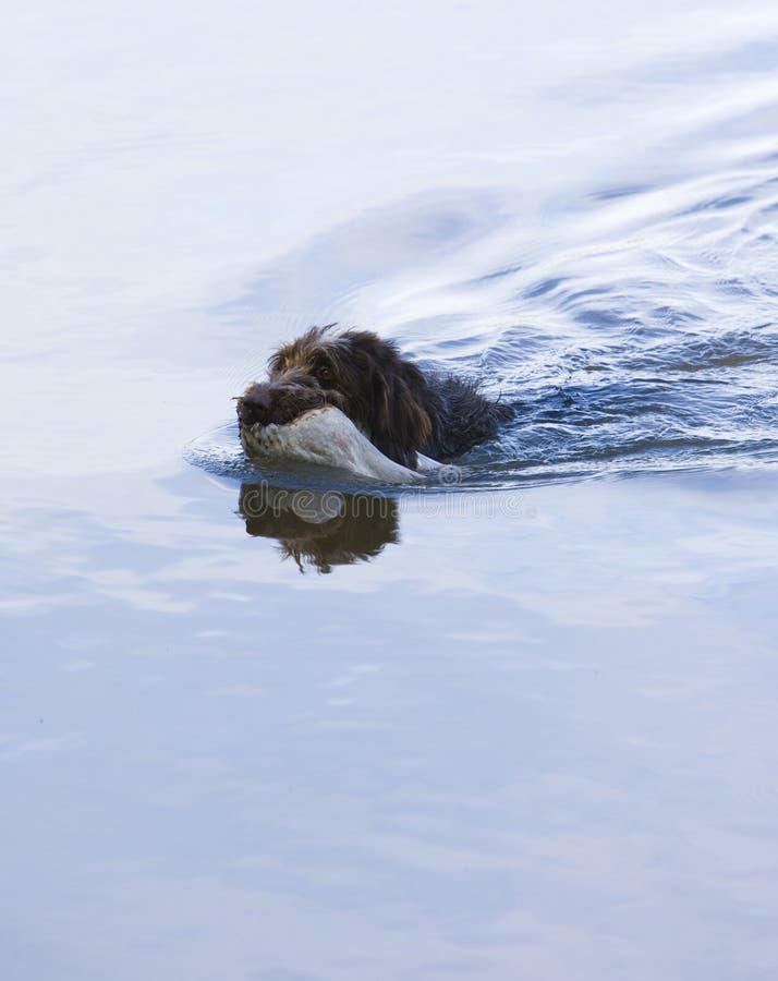 Hunting dog with a catch stock photo. Image of fauna - 170026772